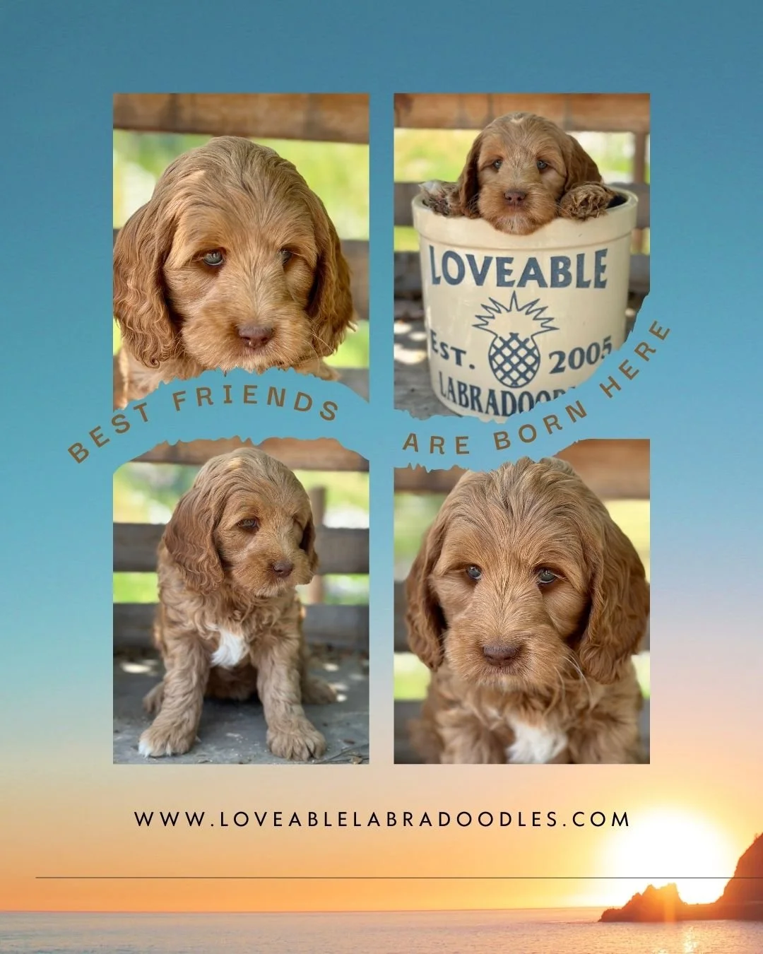 Puppies Available Now — Loveable Labradoodles