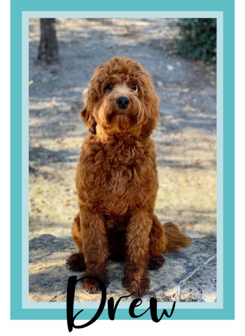 Medium Labradoodle Full Grown