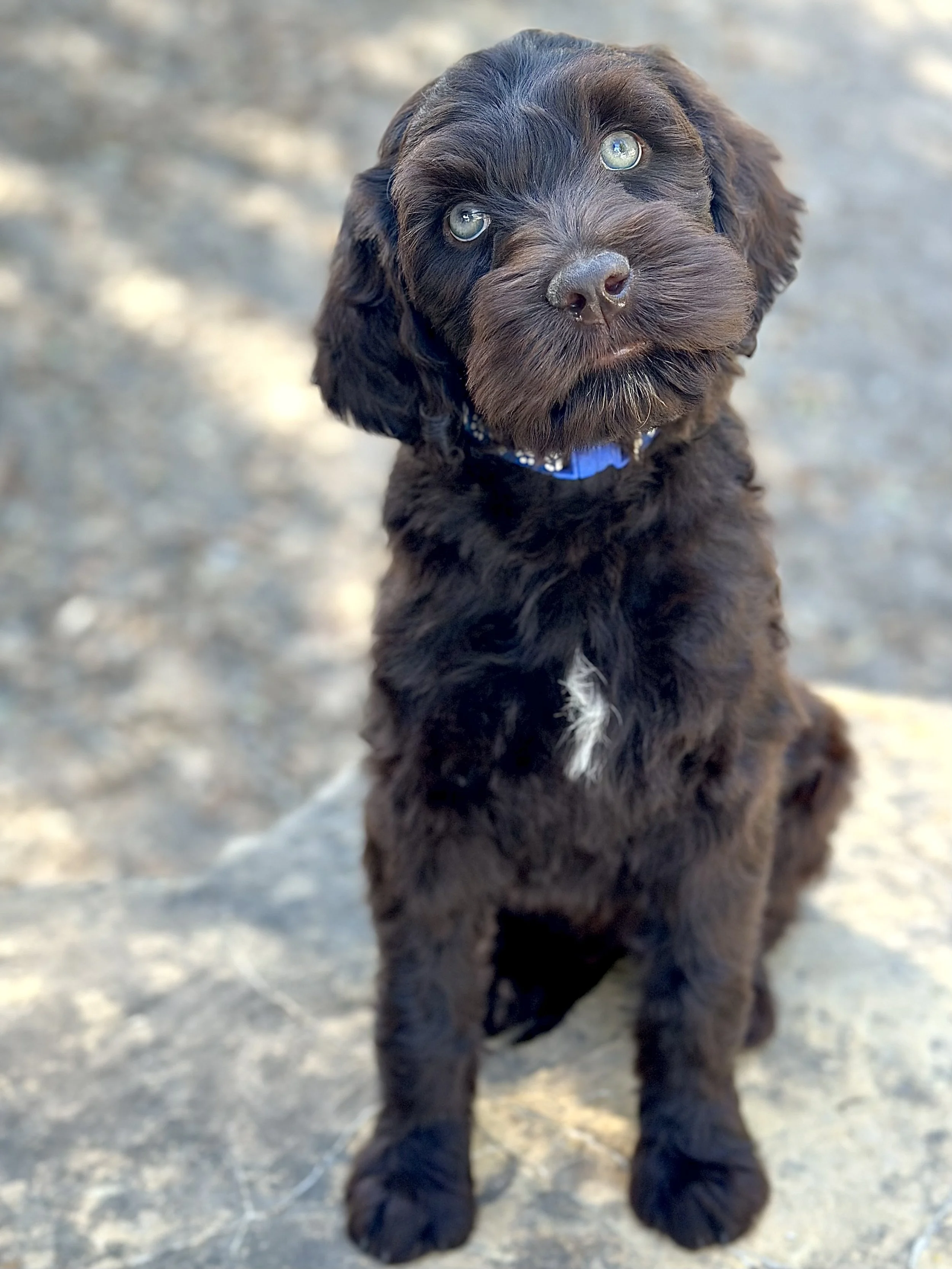 Puppies Available Now — Loveable Labradoodles