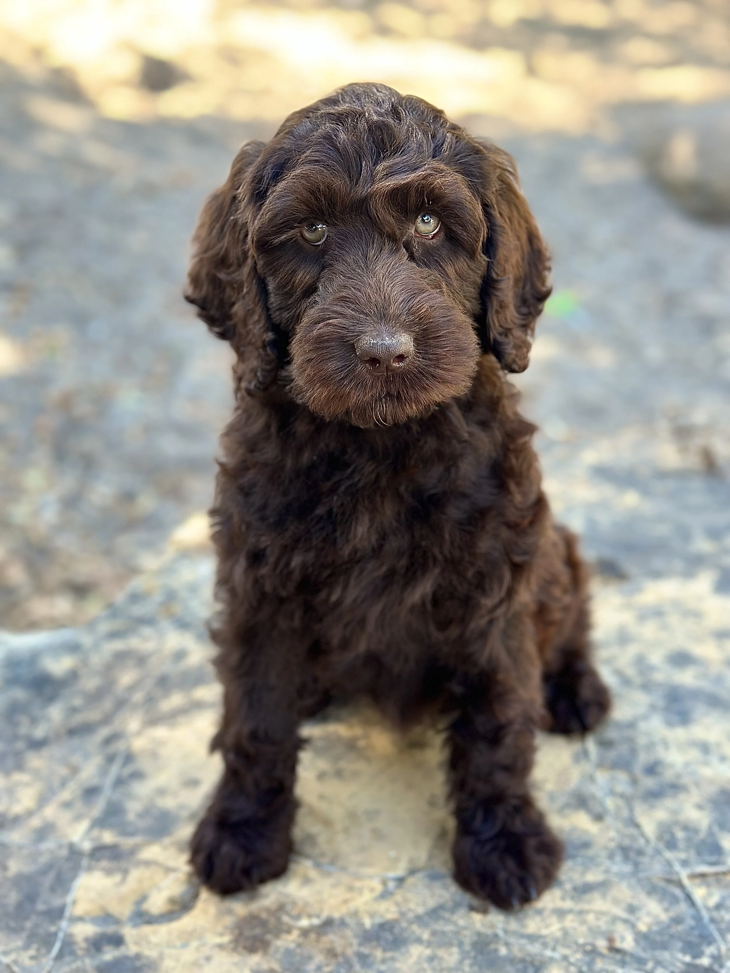 Puppies Available Now — Loveable Labradoodles