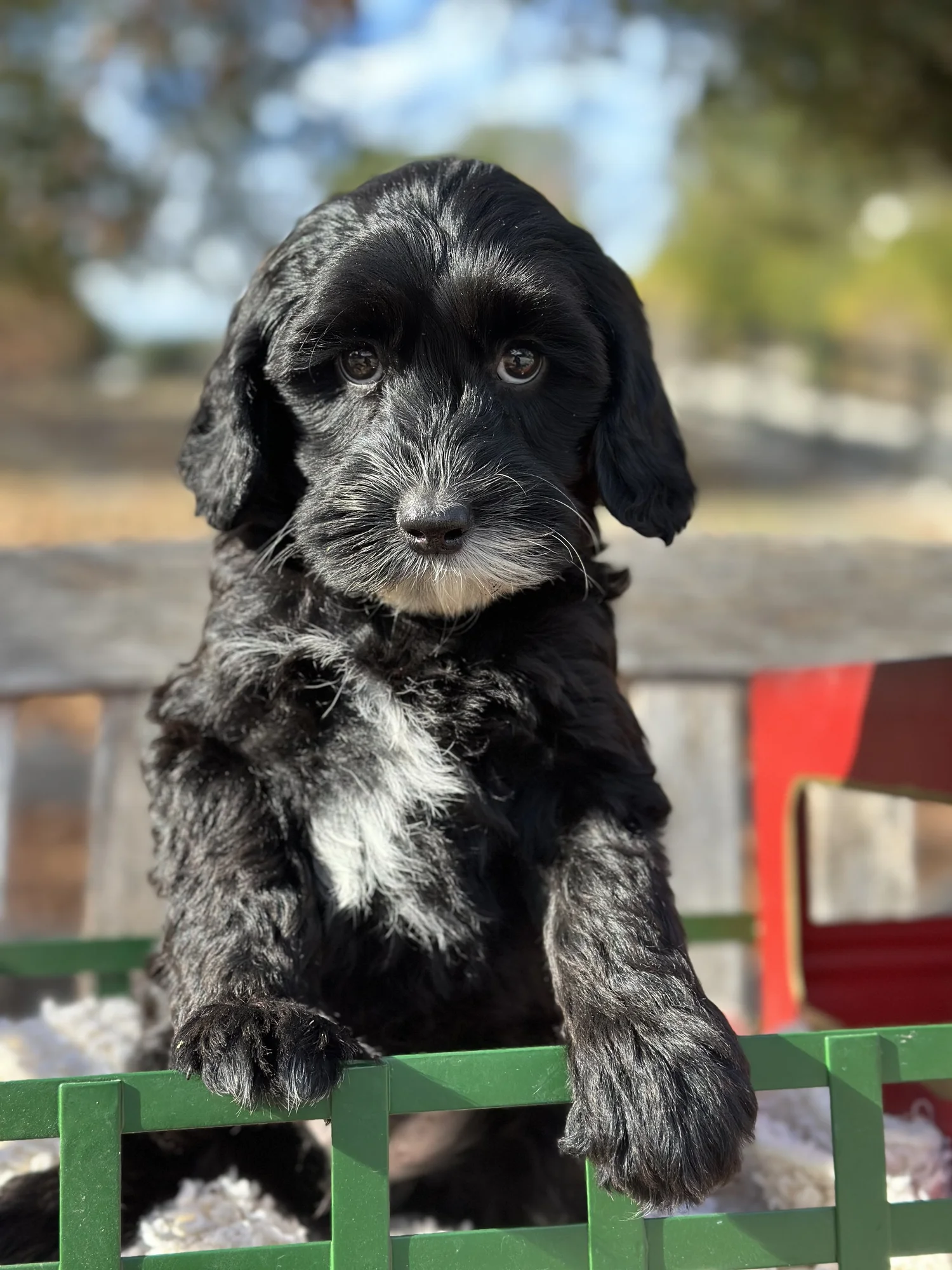 Puppies Available Now — Loveable Labradoodles