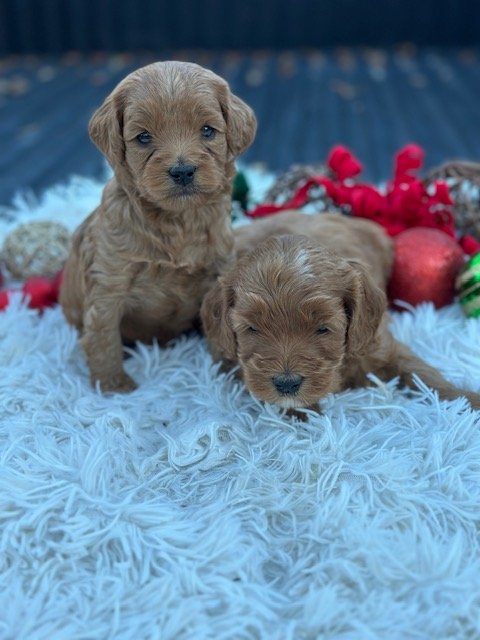 Puppies Available Now — Loveable Labradoodles