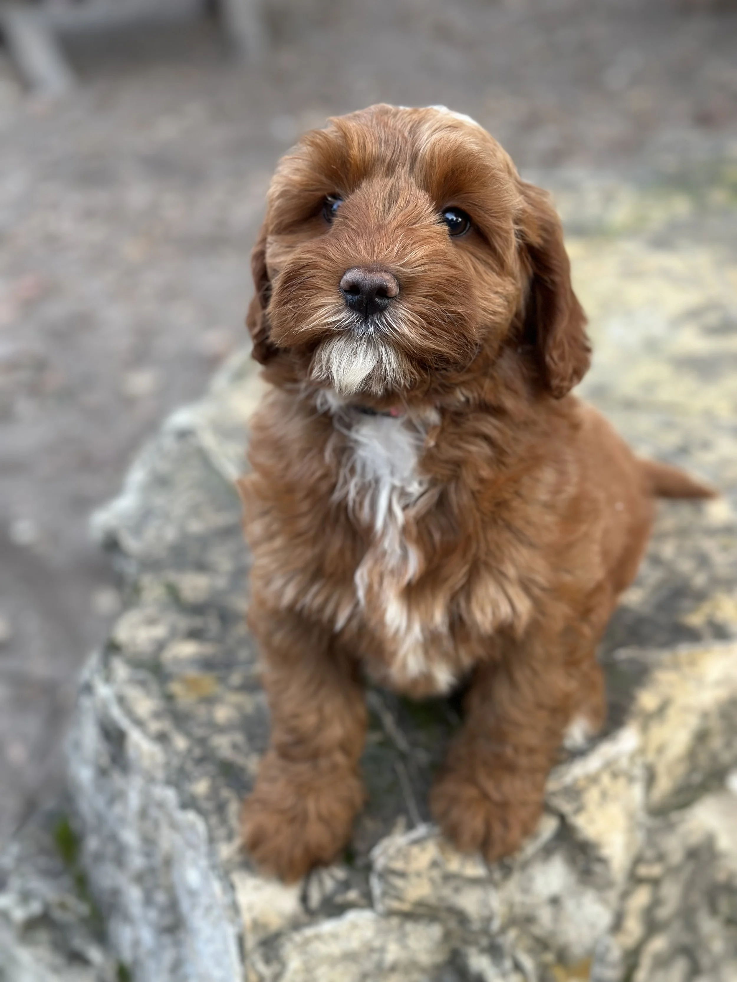 Puppies Available Now — Loveable Labradoodles