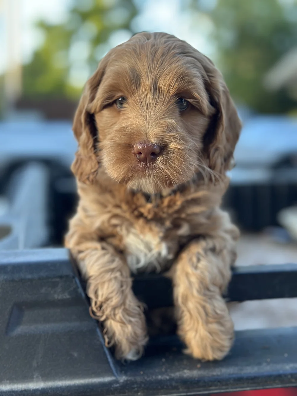 Puppies Available Now — Loveable Labradoodles