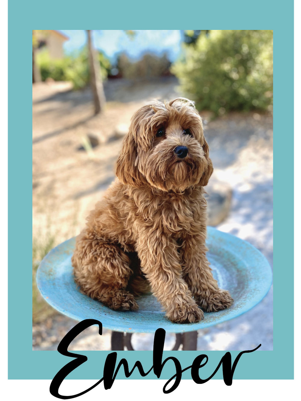 Ember — Loveable Labradoodles