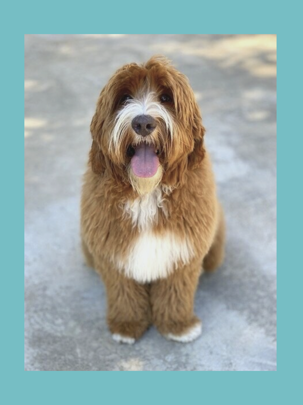 Contact Us — Loveable Labradoodles