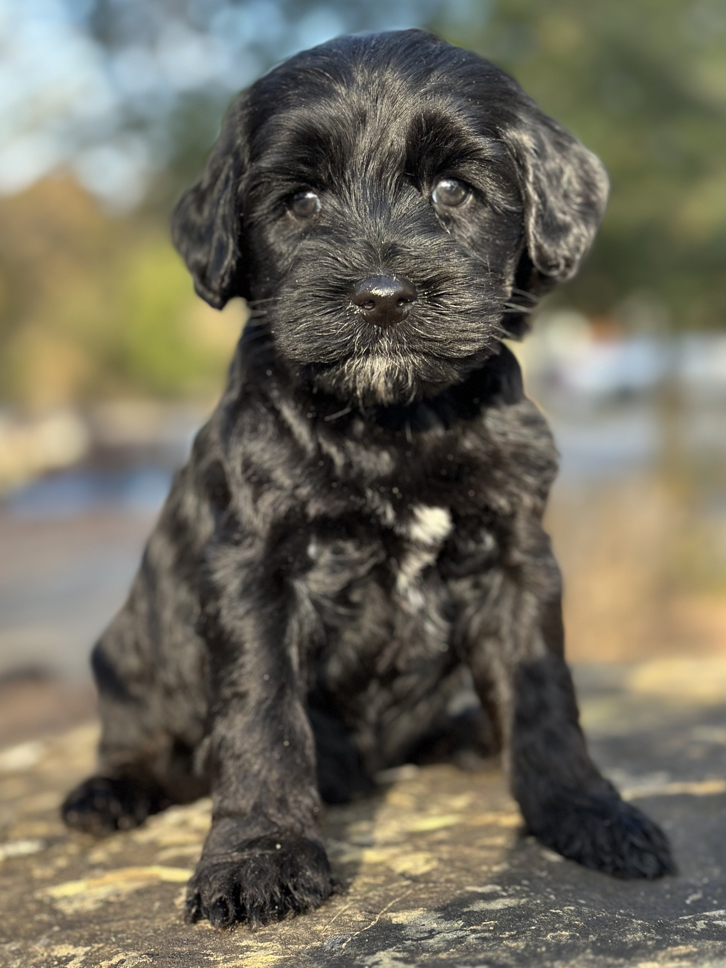 Puppies Available Now — Loveable Labradoodles