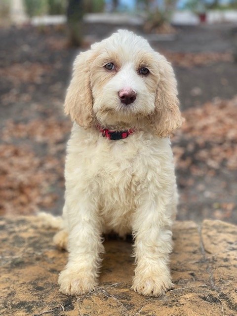 Older Labradoodle Puppies — Loveable Labradoodles