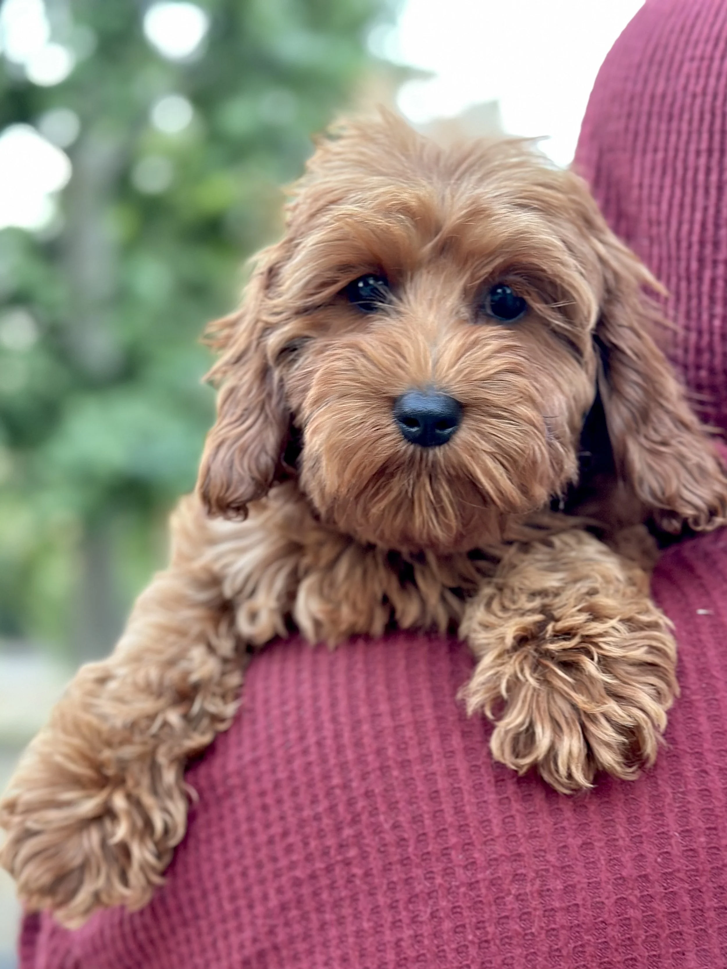Puppies Available Now — Loveable Labradoodles