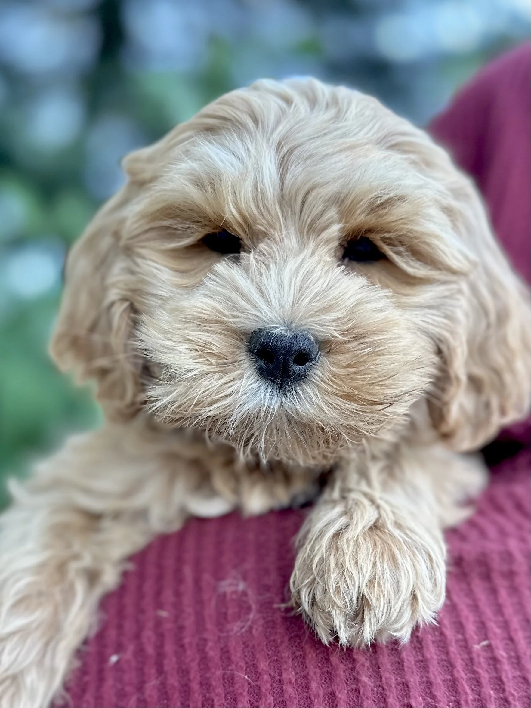 Puppies Available Now — Loveable Labradoodles