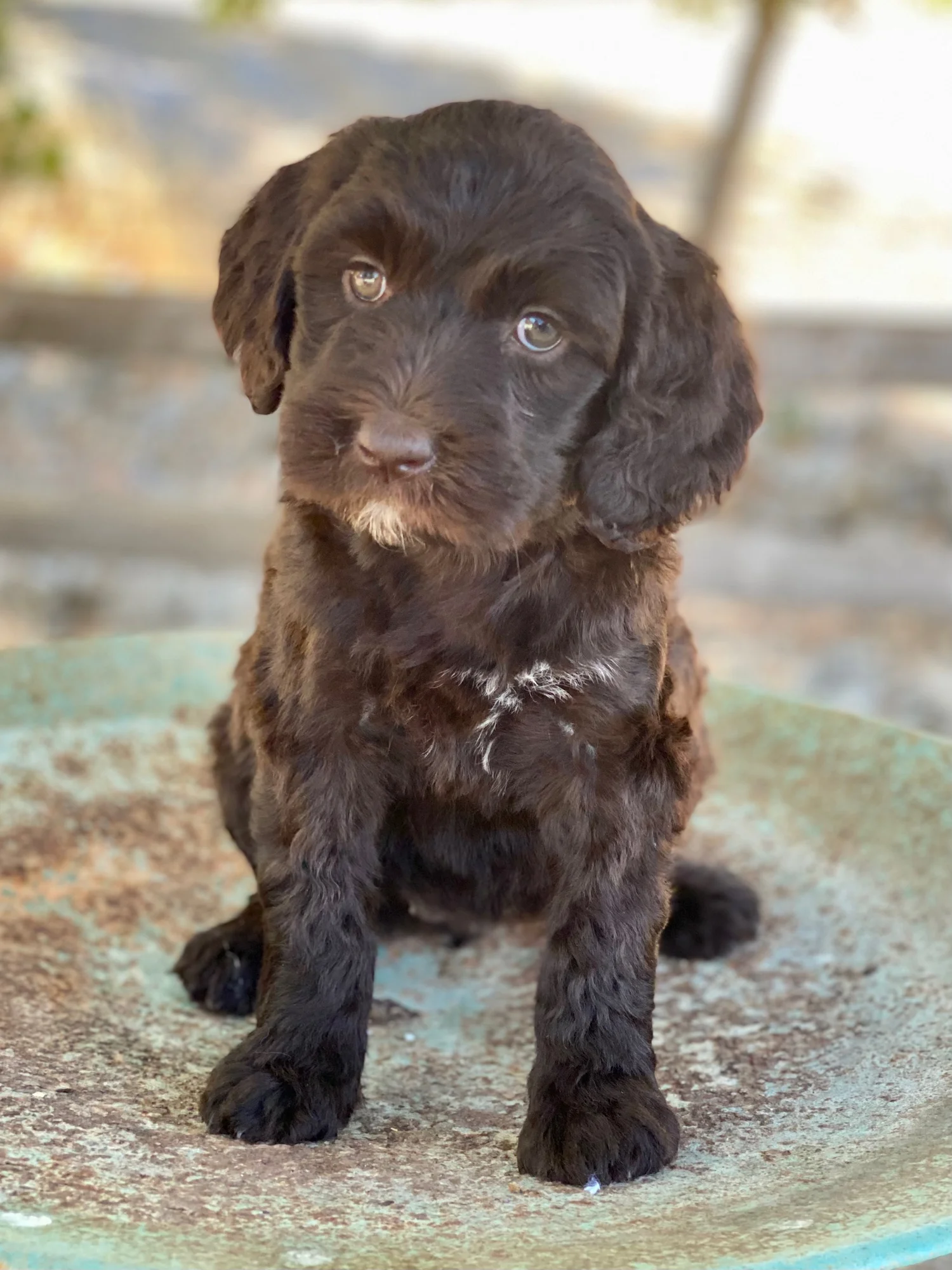 Birdie and Brigg's Litter — Loveable Labradoodles