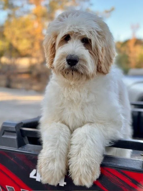 Puppies Available Now — Loveable Labradoodles