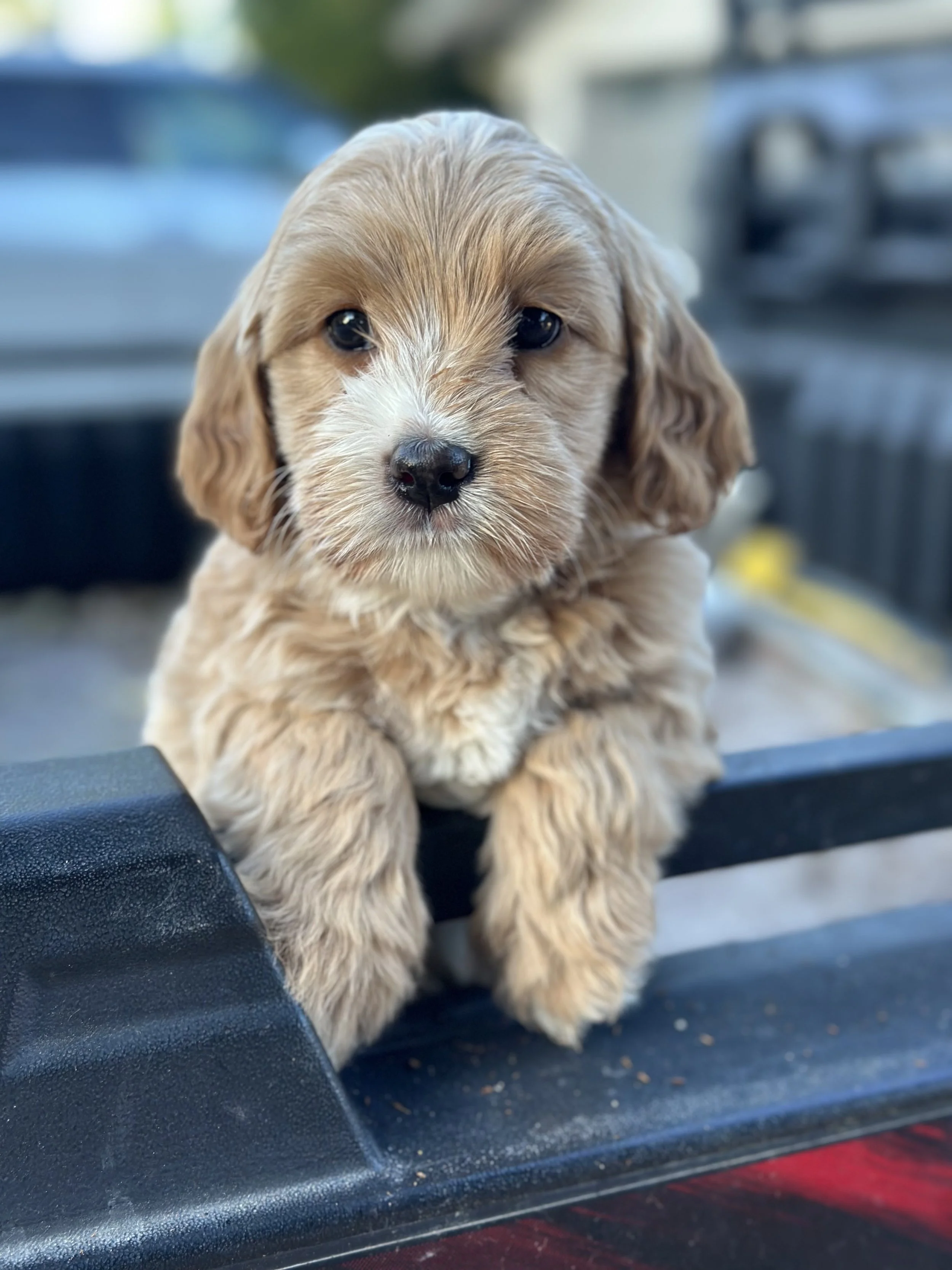 Puppies Available Now — Loveable Labradoodles