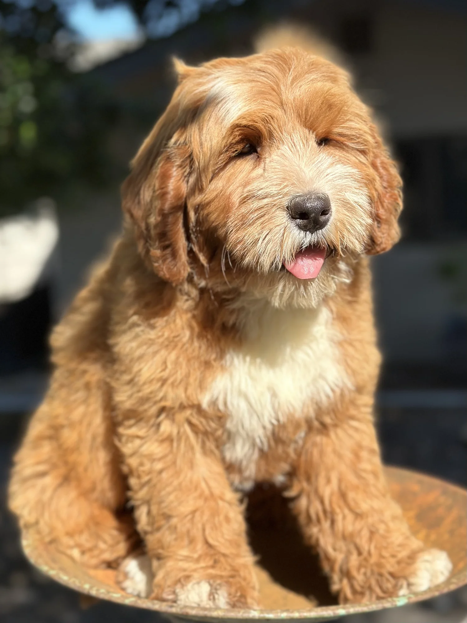 Puppies Available Now — Loveable Labradoodles