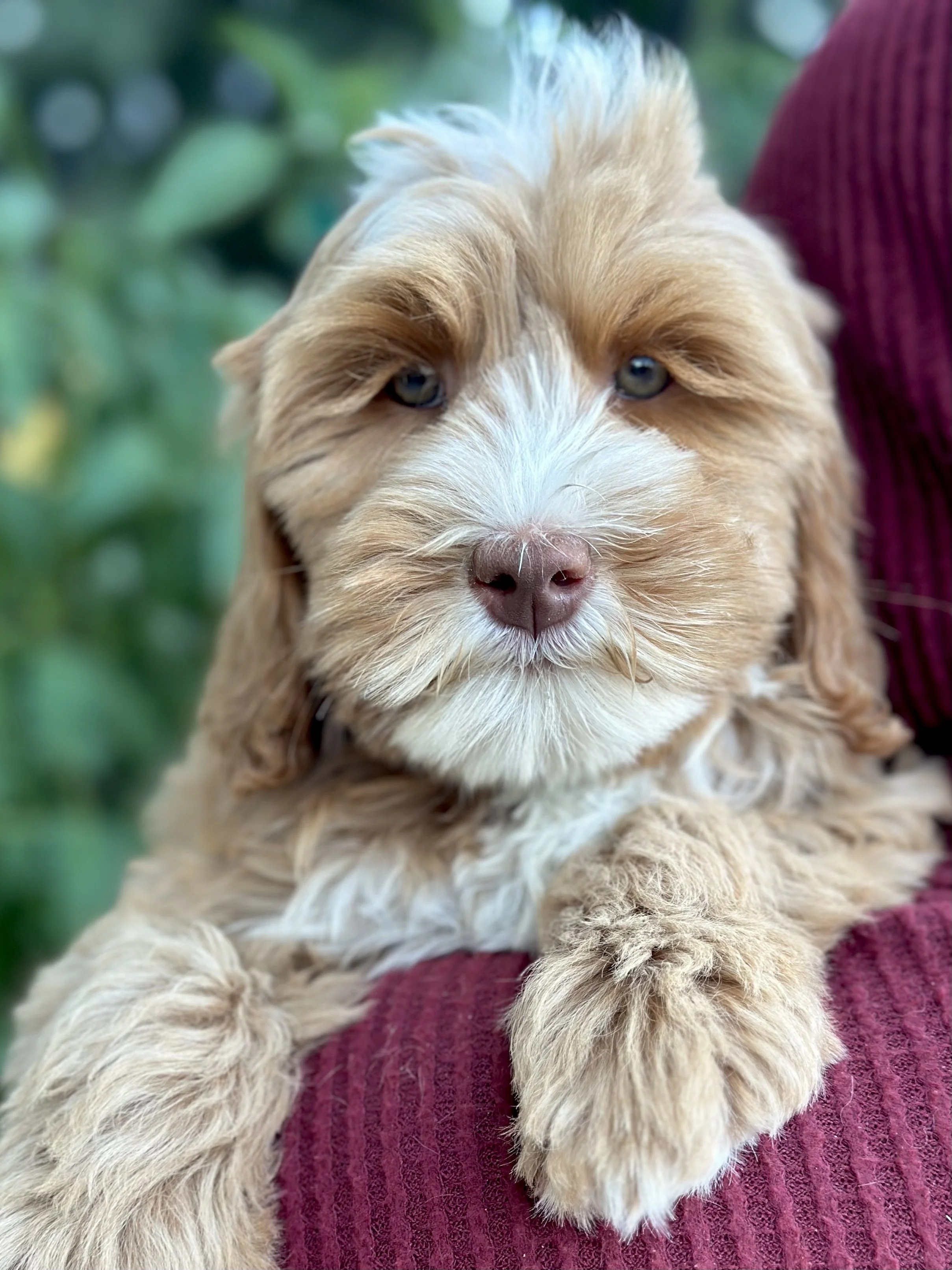 Puppies Available Now — Loveable Labradoodles