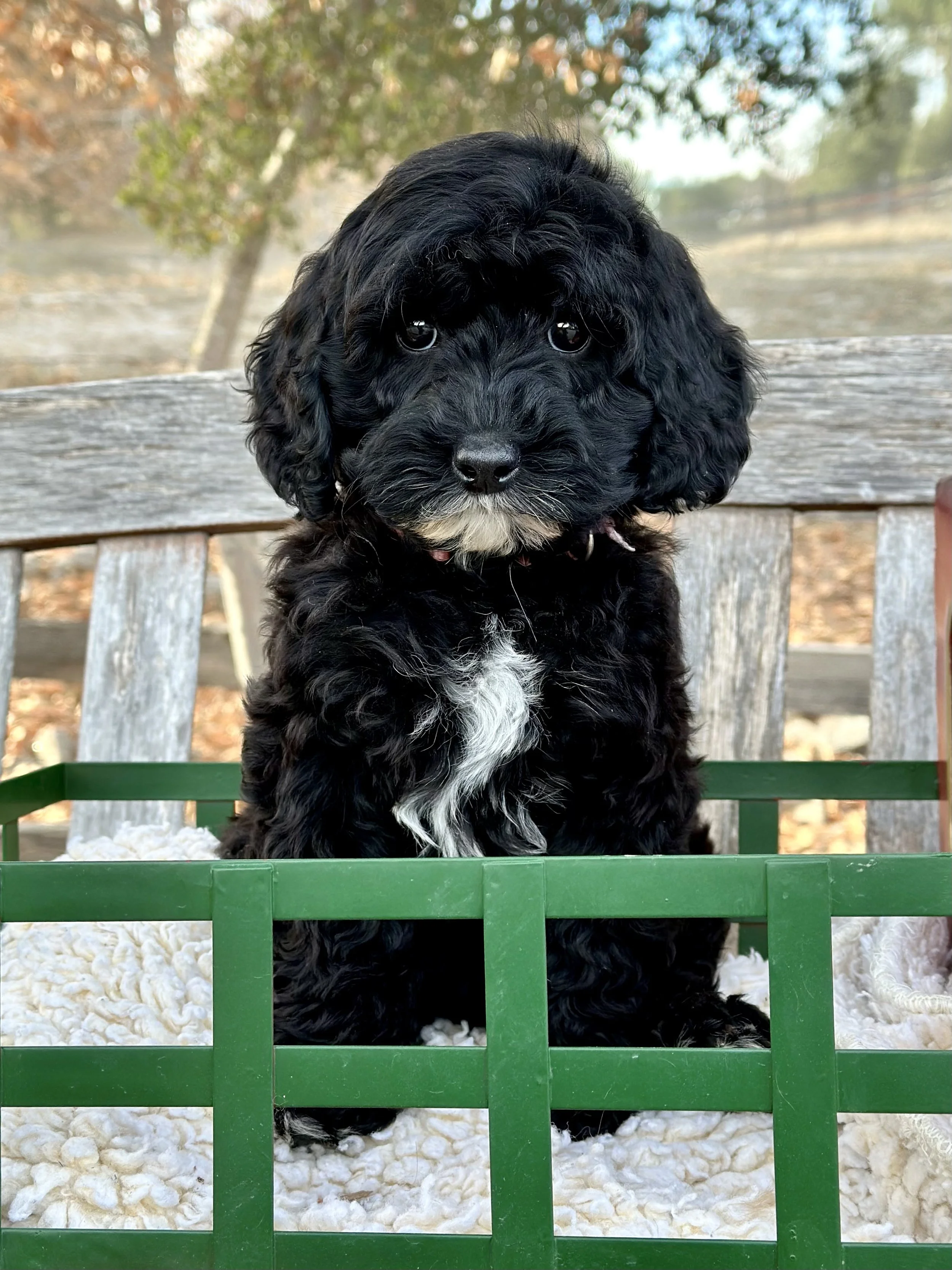 Puppies Available Now — Loveable Labradoodles