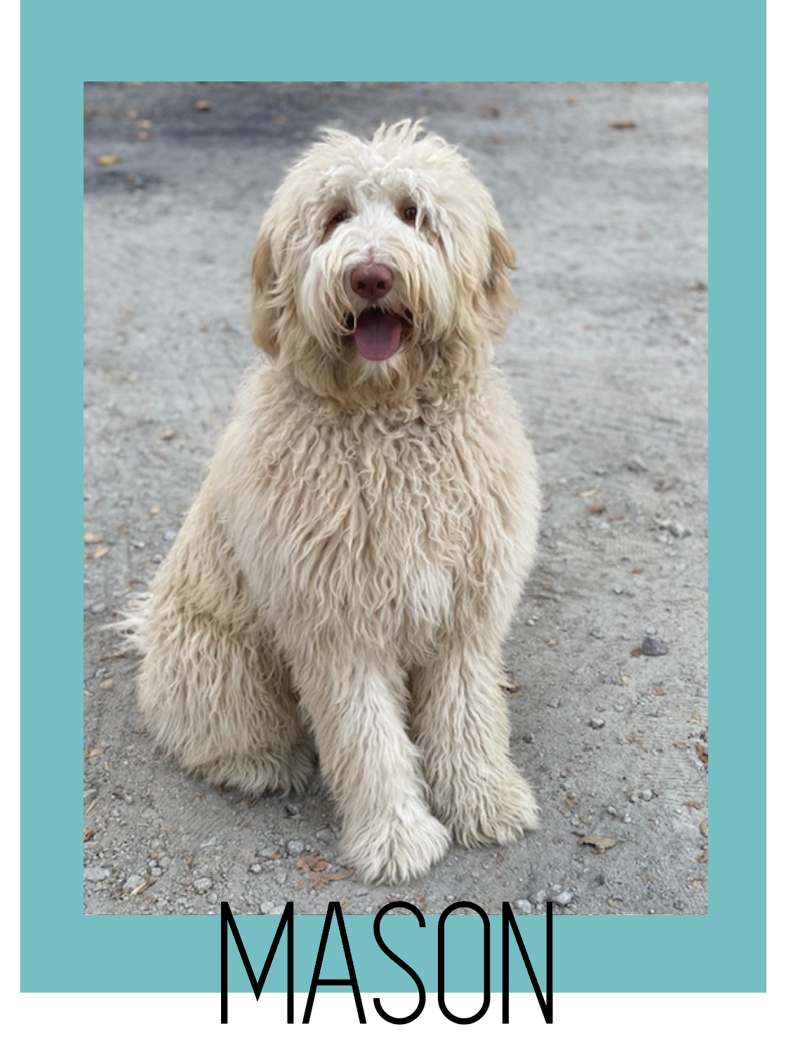 Standard Size Studs — Loveable Labradoodles