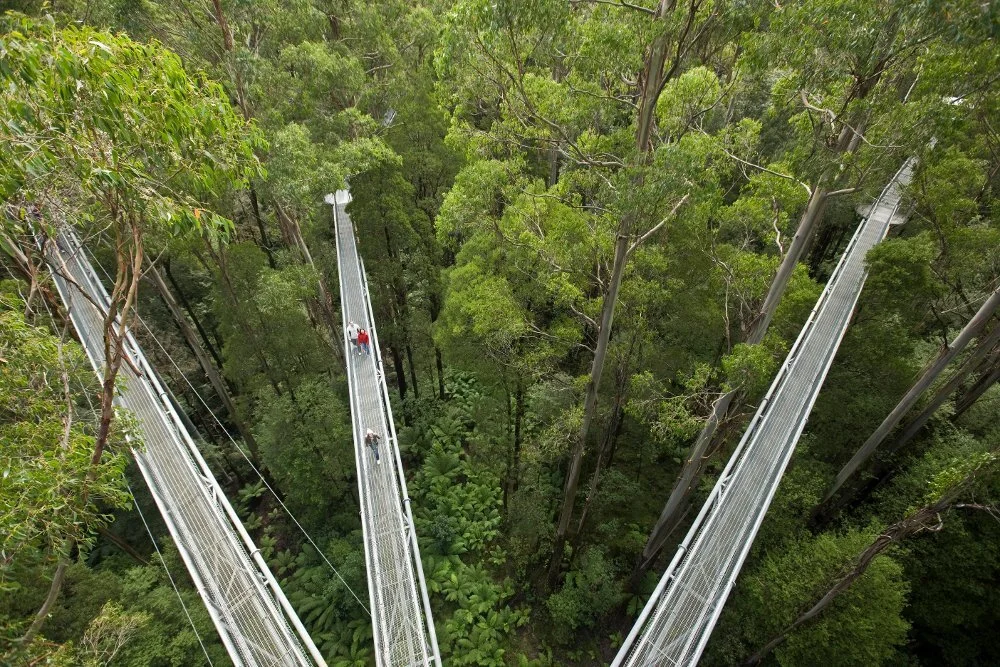 The Otway National Park is located on the Great Ocean Road in Victoria ...