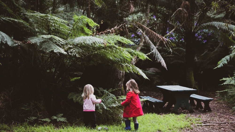 The Otway National Park is located on the Great Ocean Road in Victoria ...