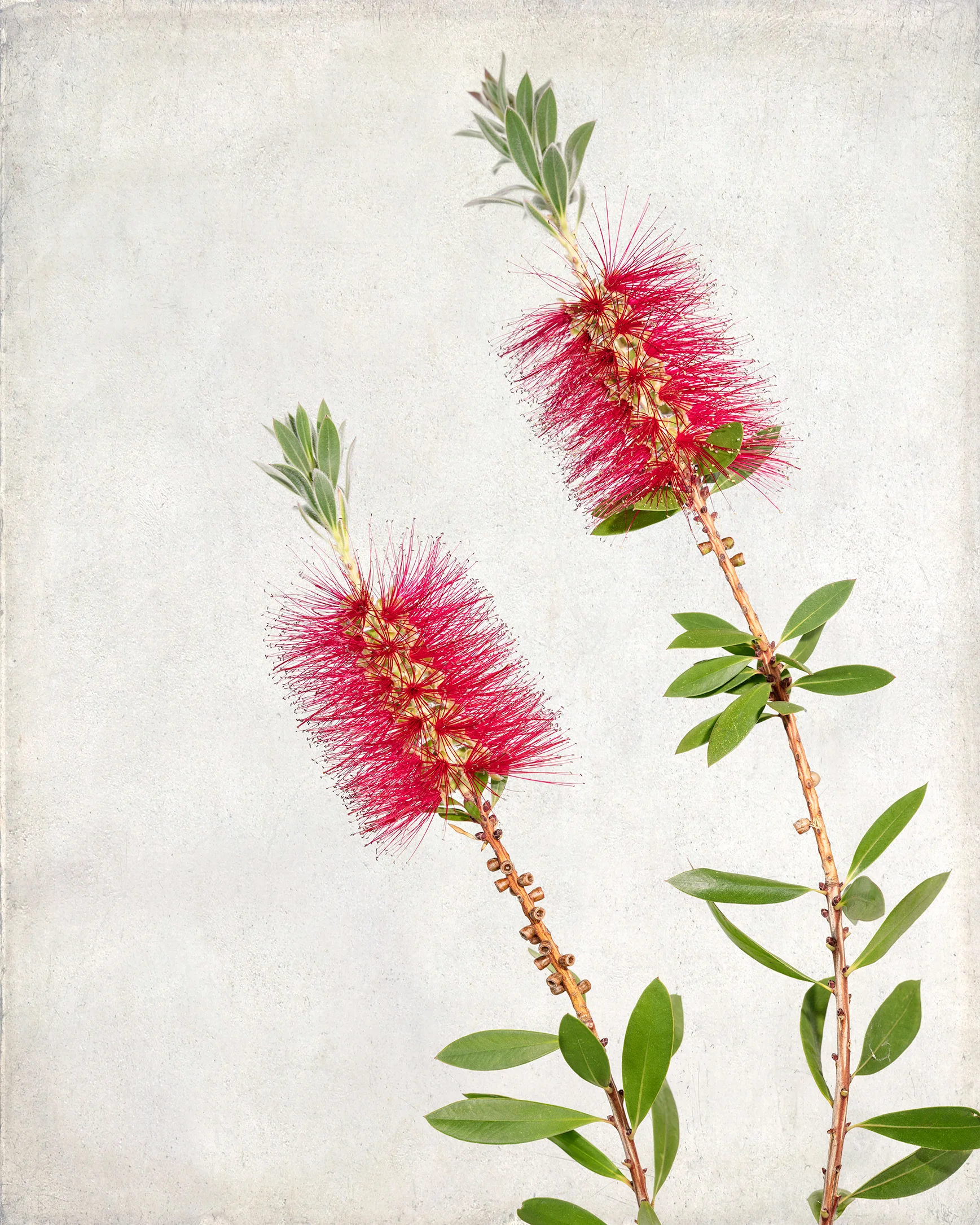 Laura Farrell Photography | Laura Farrell Fine Art Photographic Prints