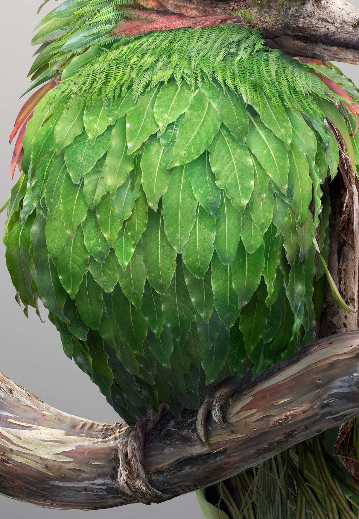 Kooka — Josh Dykgraaf