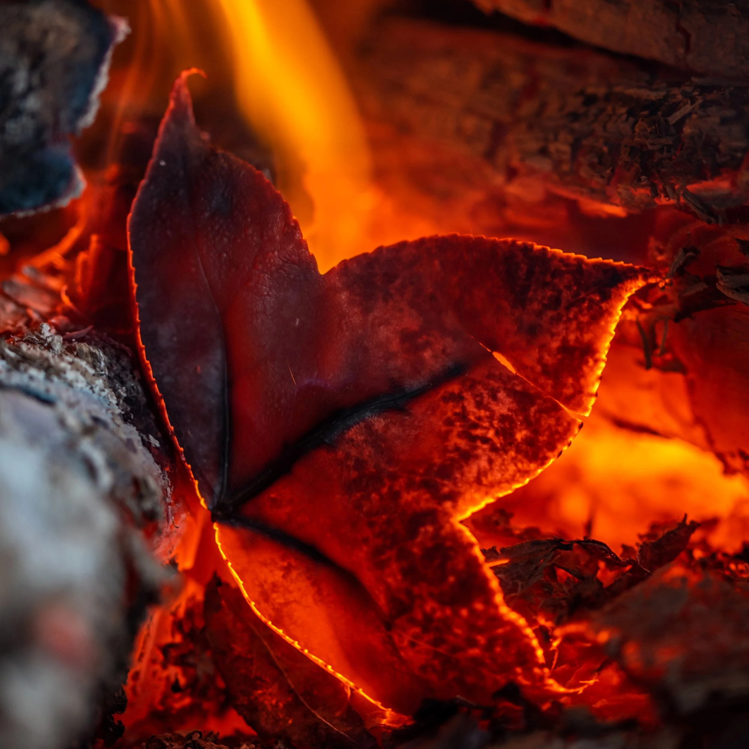 Gang-Gang — Josh Dykgraaf