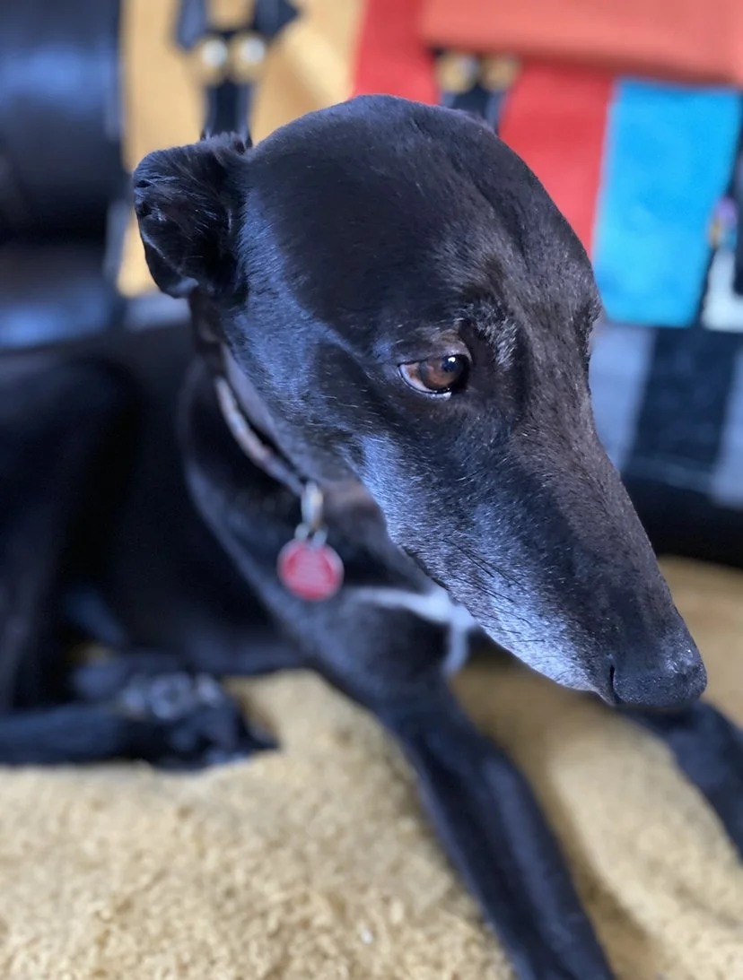 The Team — The Sighthound Savoy