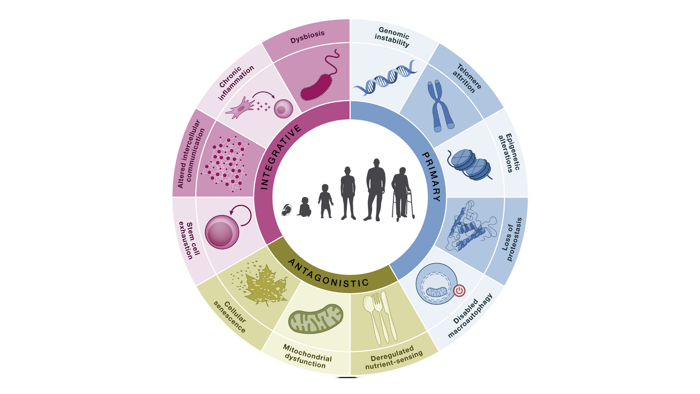 Why do we age? Introducing the Hallmarks of Ageing — Oxford Longevity Project