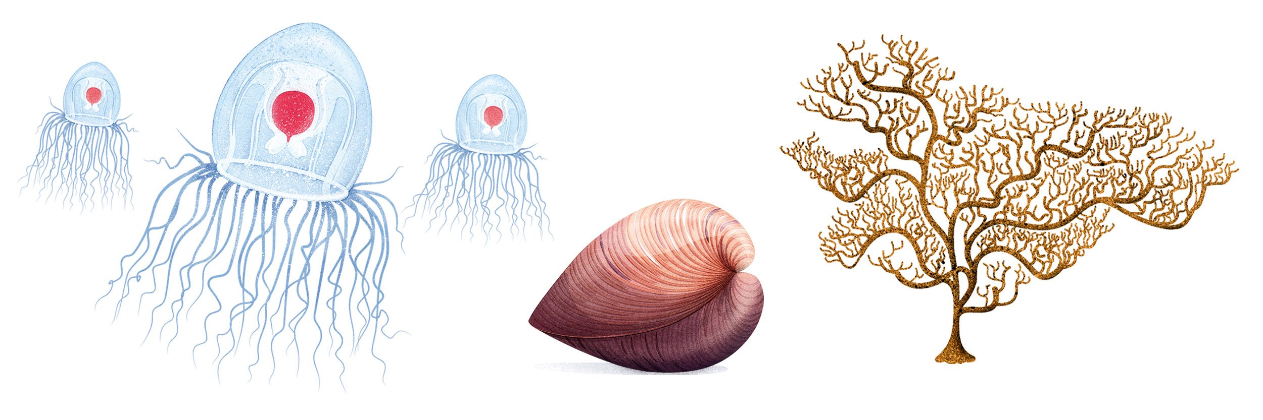 Top 10 – Longest living sea creatures — Dan Bright Studio — Freelance ...