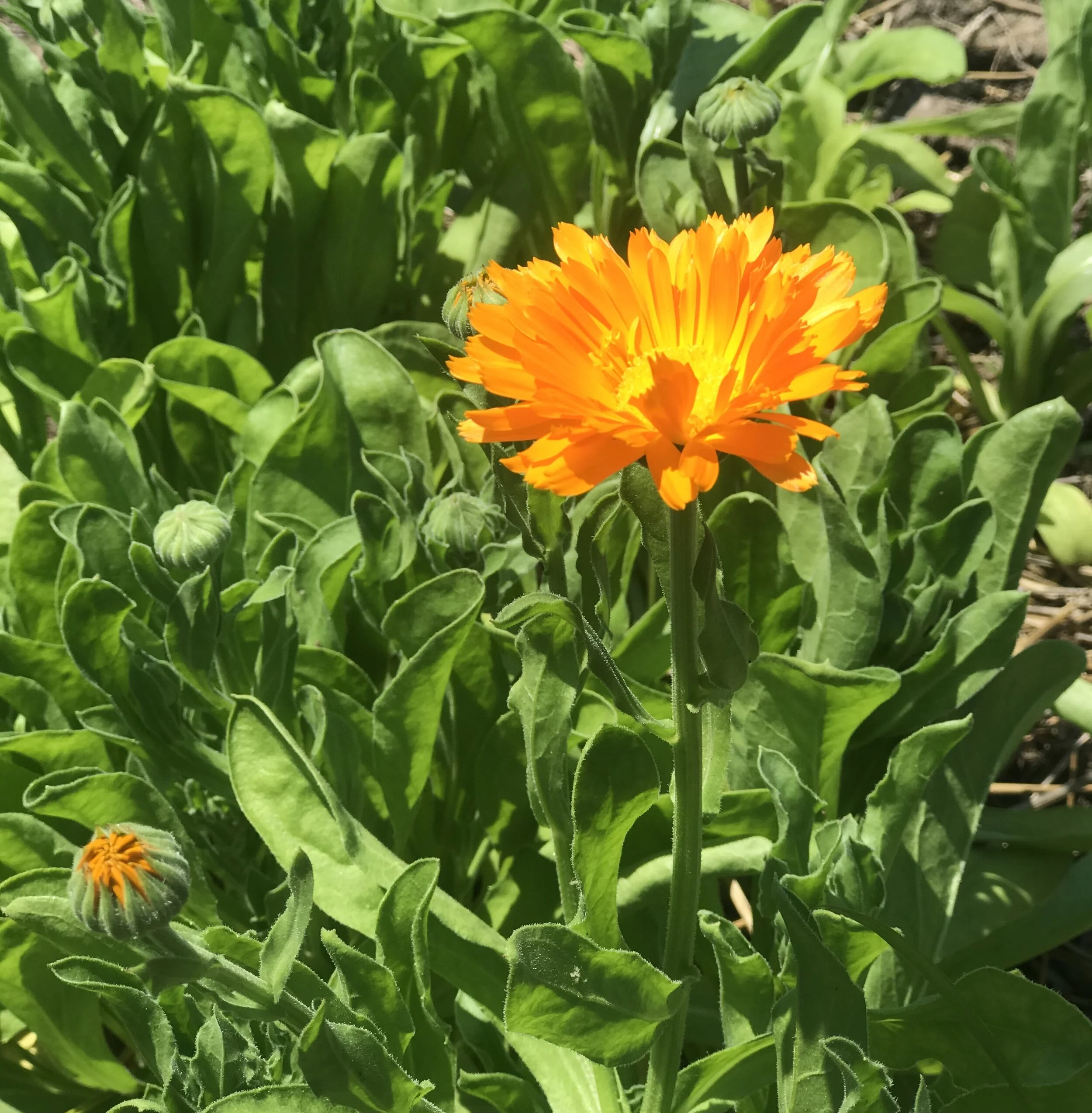 About — FALLBROOK FARMS