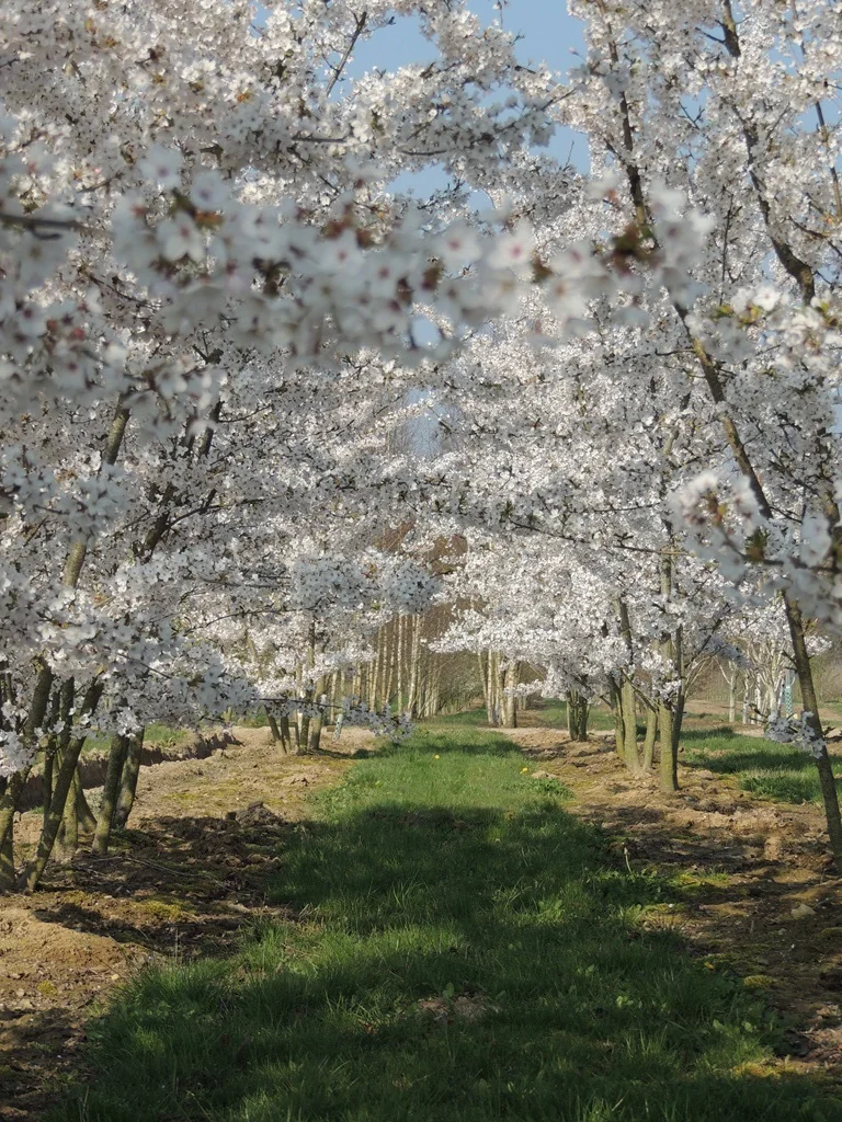 Treemakers - Your trader for ornamental plants and trees