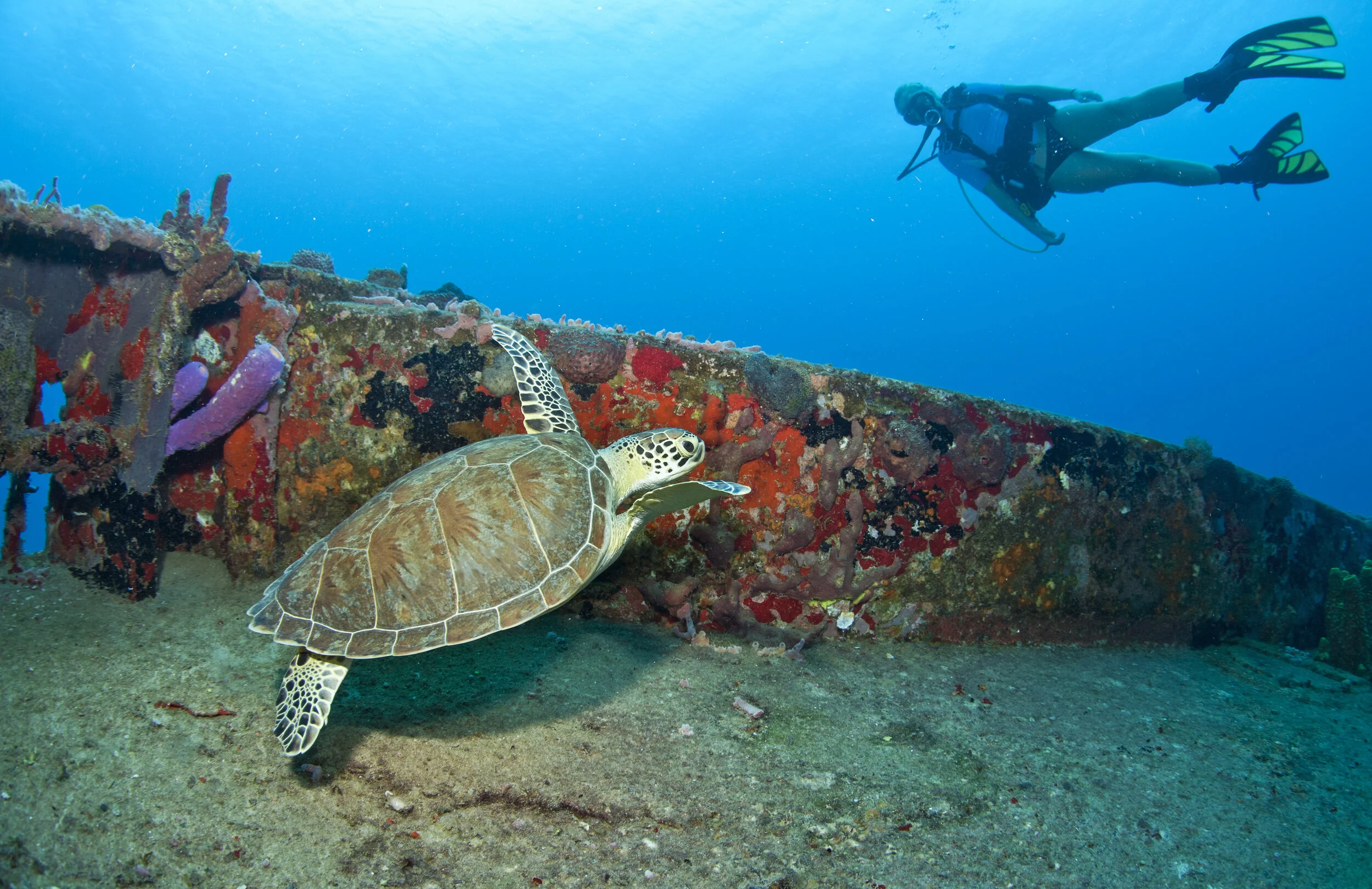 Cane Bay Dive Shop - St. Croix, USVI