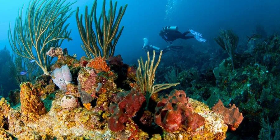 Specialty Courses — Cane Bay Dive Shop - St Croix