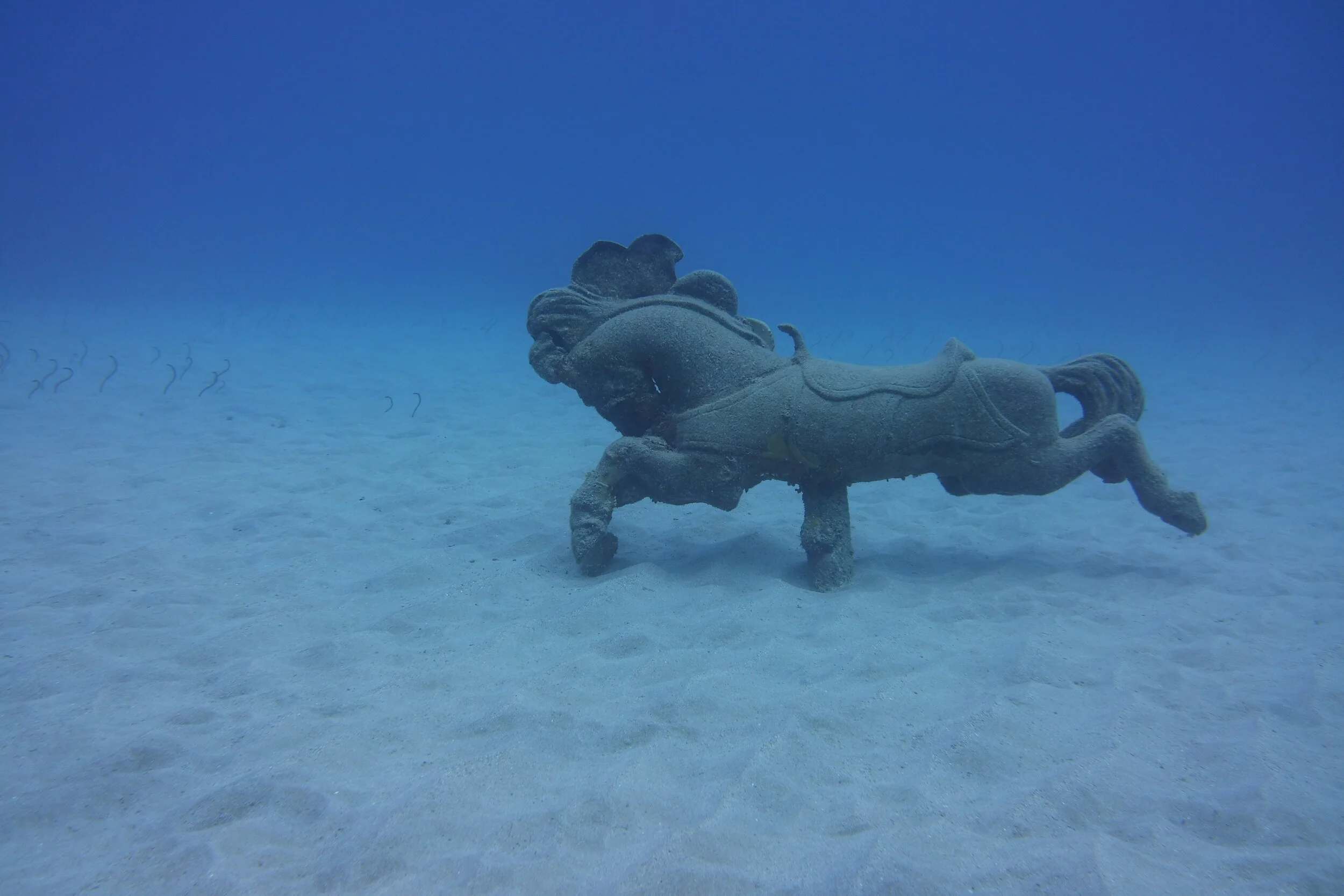 Cane Bay Dive Shop - St. Croix, USVI