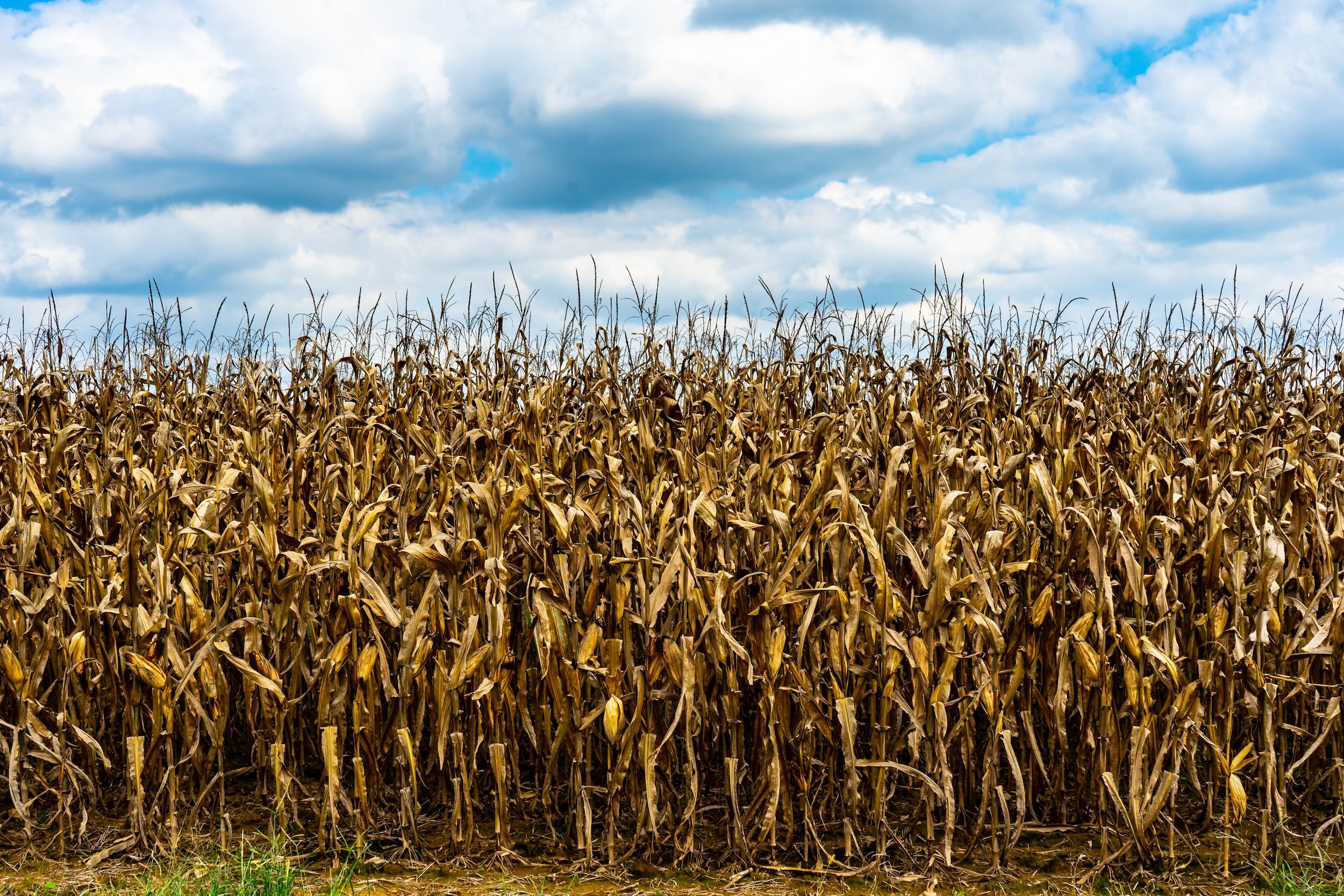 The Advantages of No-Till Farming — Montana Farm Life