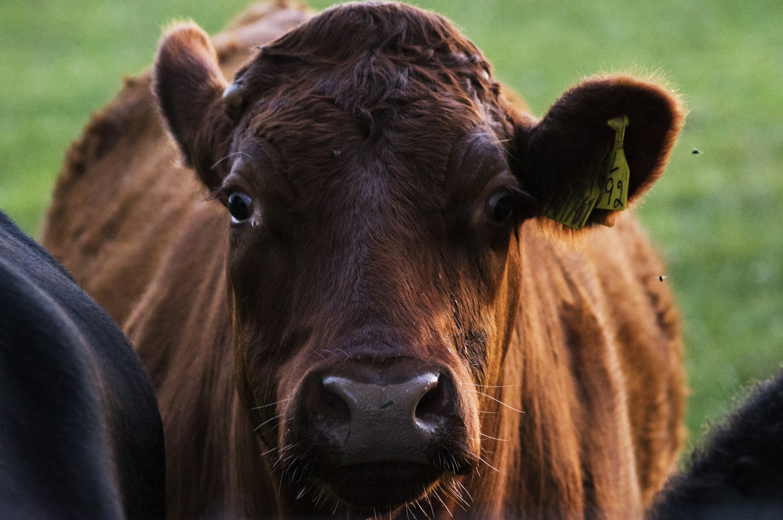 What is a Bud Box for Cattle? - All You Need To Know — Montana Farm Life