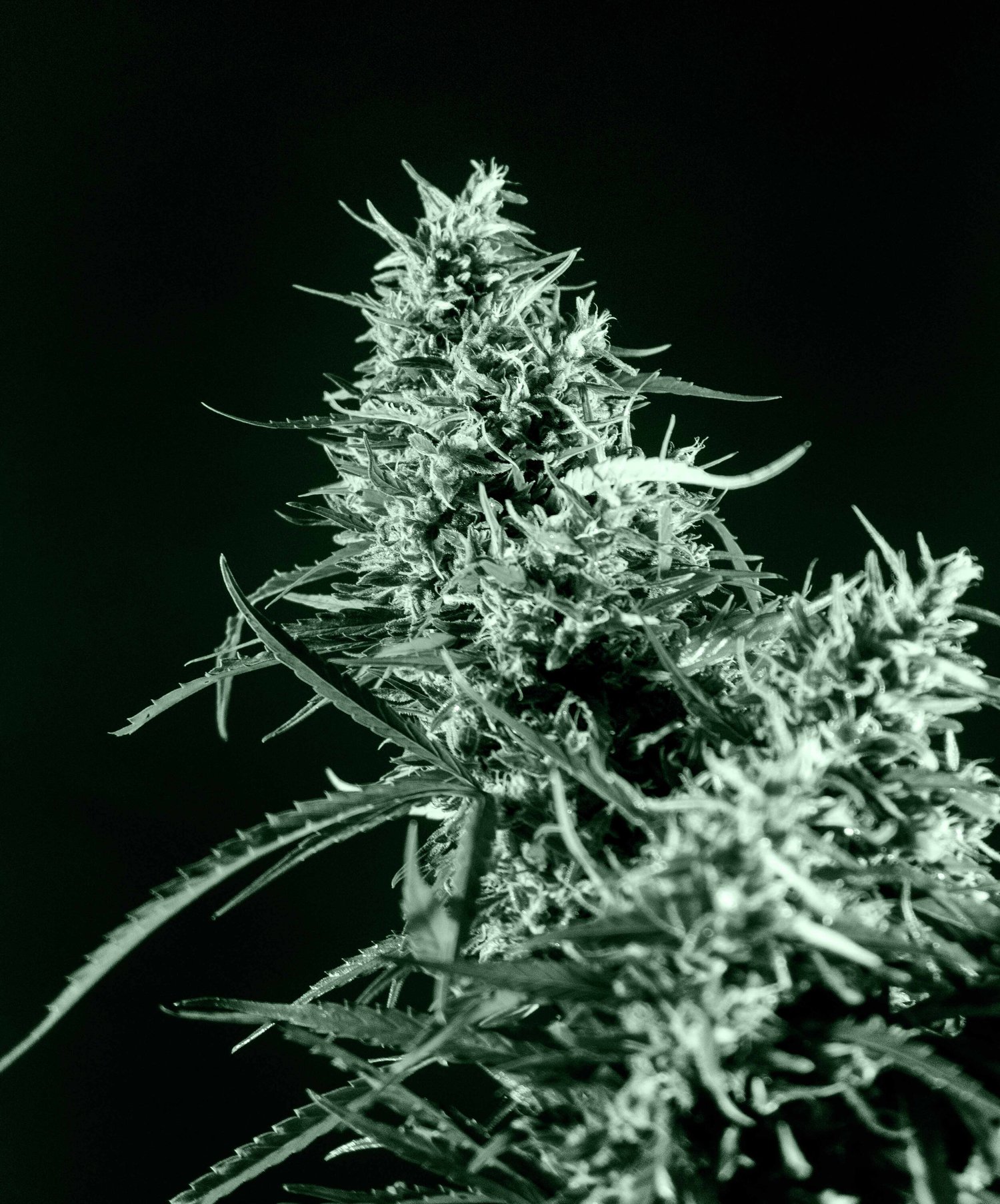 Almanac Hemp