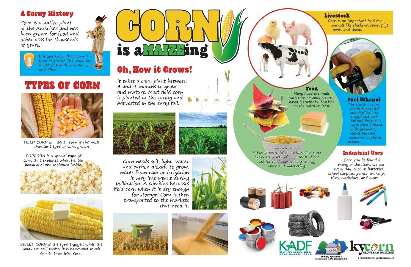 All About Corn — #TeachKyAg