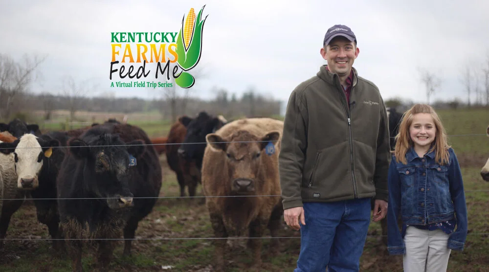 Beef Cattle Farming