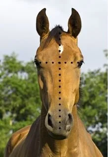 Horse Vision: Eye Function & Adaptations for Survival — #TeachKyAg