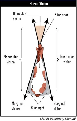 Horse Vision: Eye Function & Adaptations for Survival — #TeachKyAg
