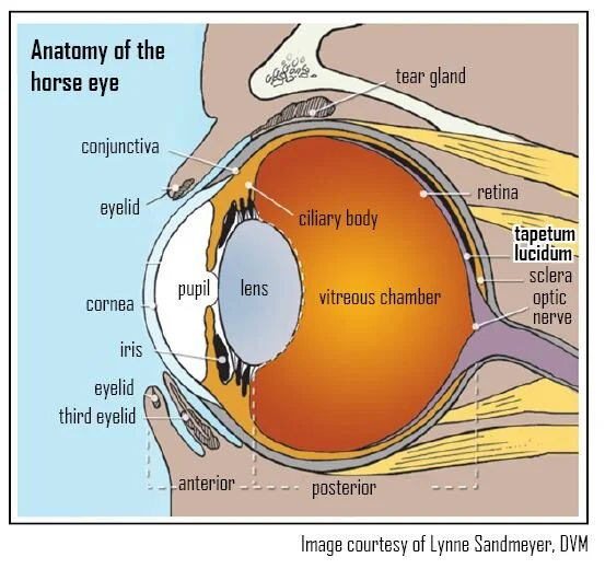 Horse Vision: Eye Function & Adaptations for Survival — #TeachKyAg