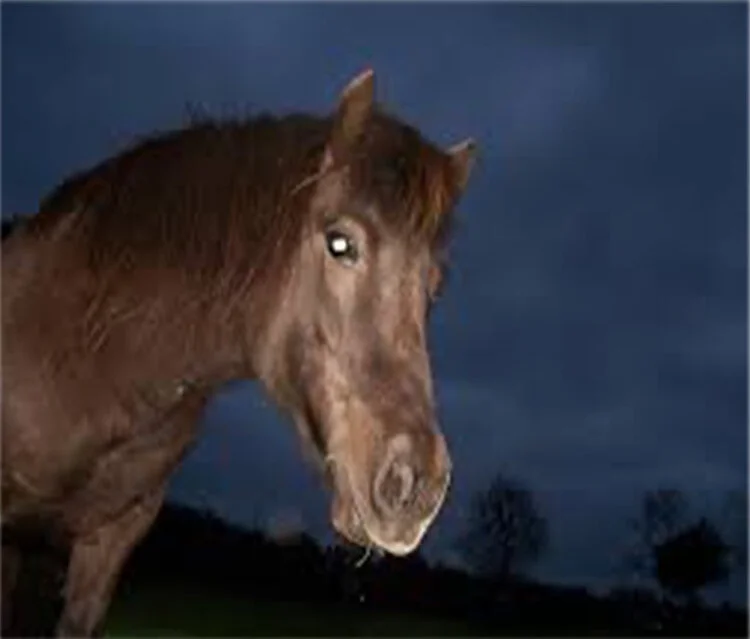 Horse Vision: Eye Function & Adaptations for Survival — #TeachKyAg