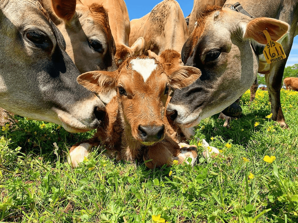 Warren County — #TeachKyAg