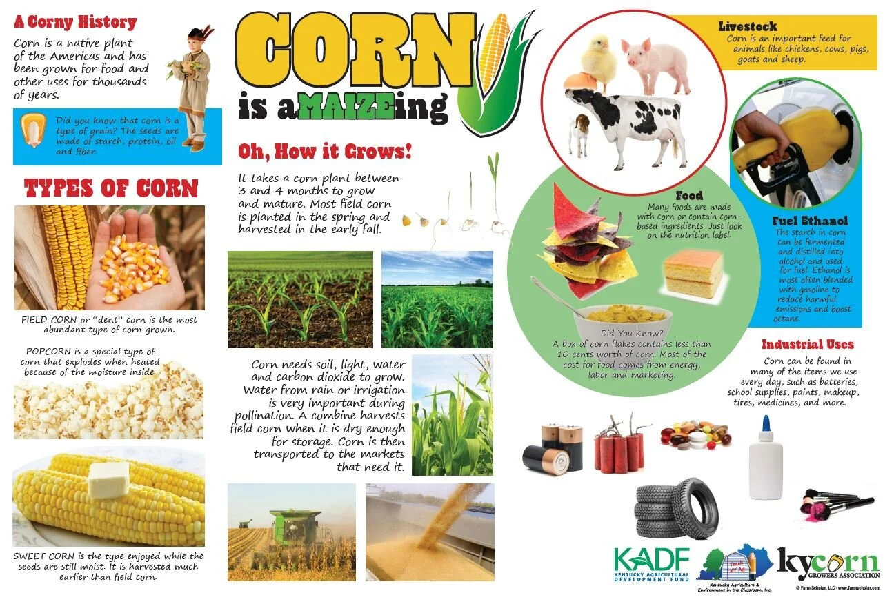 All About Corn — #TeachKyAg