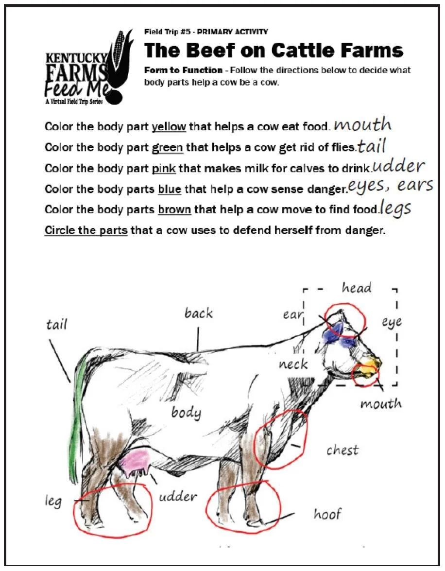 Beef Cattle Structures, Needs and Habitats — #TeachKyAg