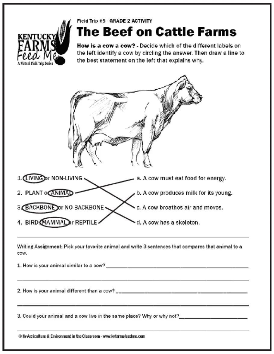 Beef Cattle Structures, Needs and Habitats — #TeachKyAg