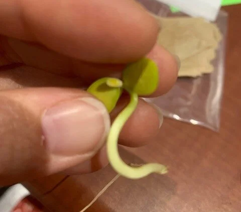 Soybean Science: What's in a Soybean? — #TeachKyAg