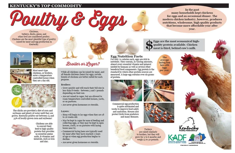Learn About Poultry and Eggs — #TeachKyAg