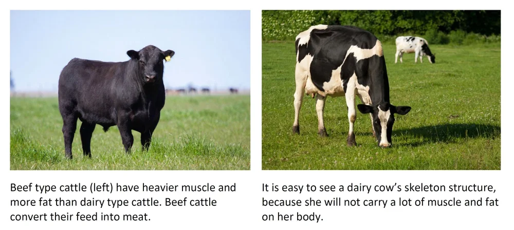 Build-a-Calf Workshop — #TeachKyAg